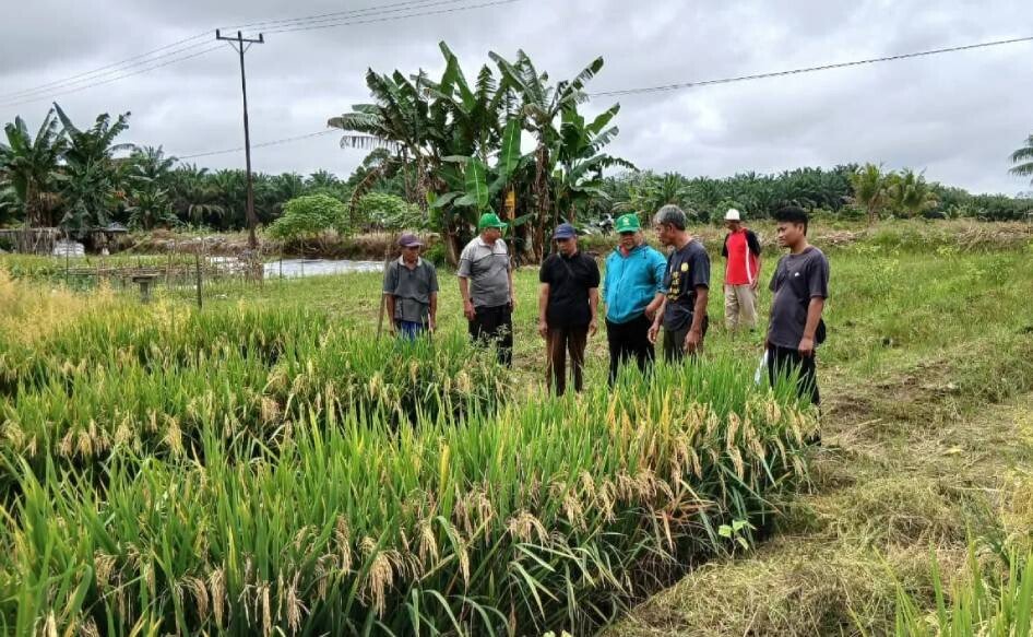 Kunjungi Demplot Padi di Lahan Gambut, Ketua LDII Kalbar Dorong ...